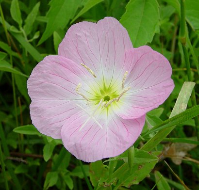 Stop and Smell the Roses: Florida's Wildflowers - Visit Natural North ...