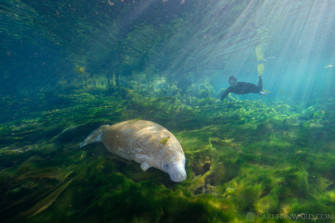 Four Spectacular Florida Springs for Beginner Scuba Divers - Visit ...