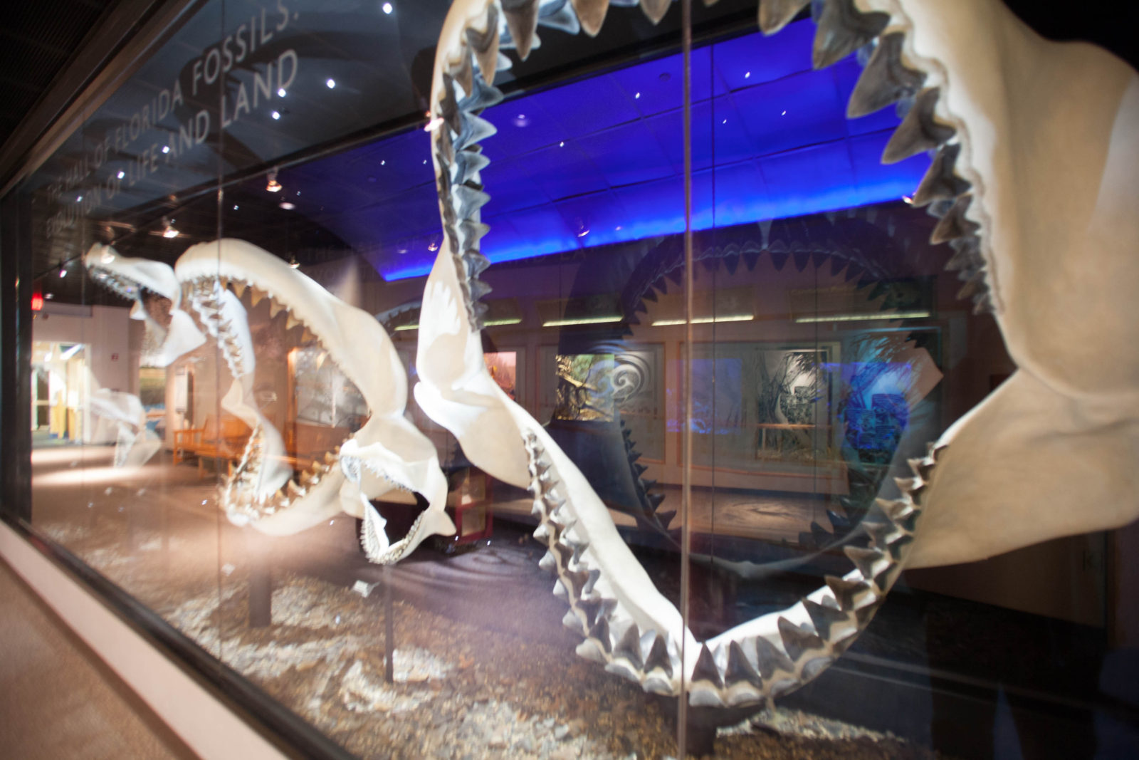 Art, Science and Culture-All A Part Of Gainesville's Museum Offerings ...