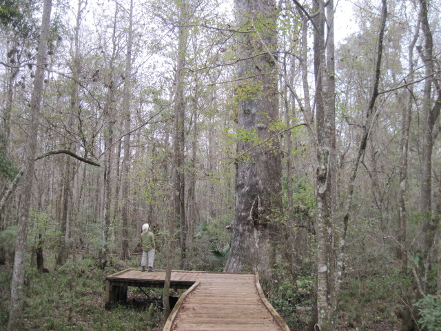 The Green Giants of Goethe State Forest - Visit Natural North Florida